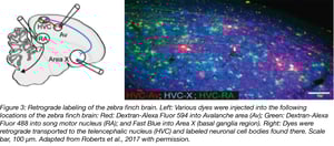 Using AAV for neuronal tracing